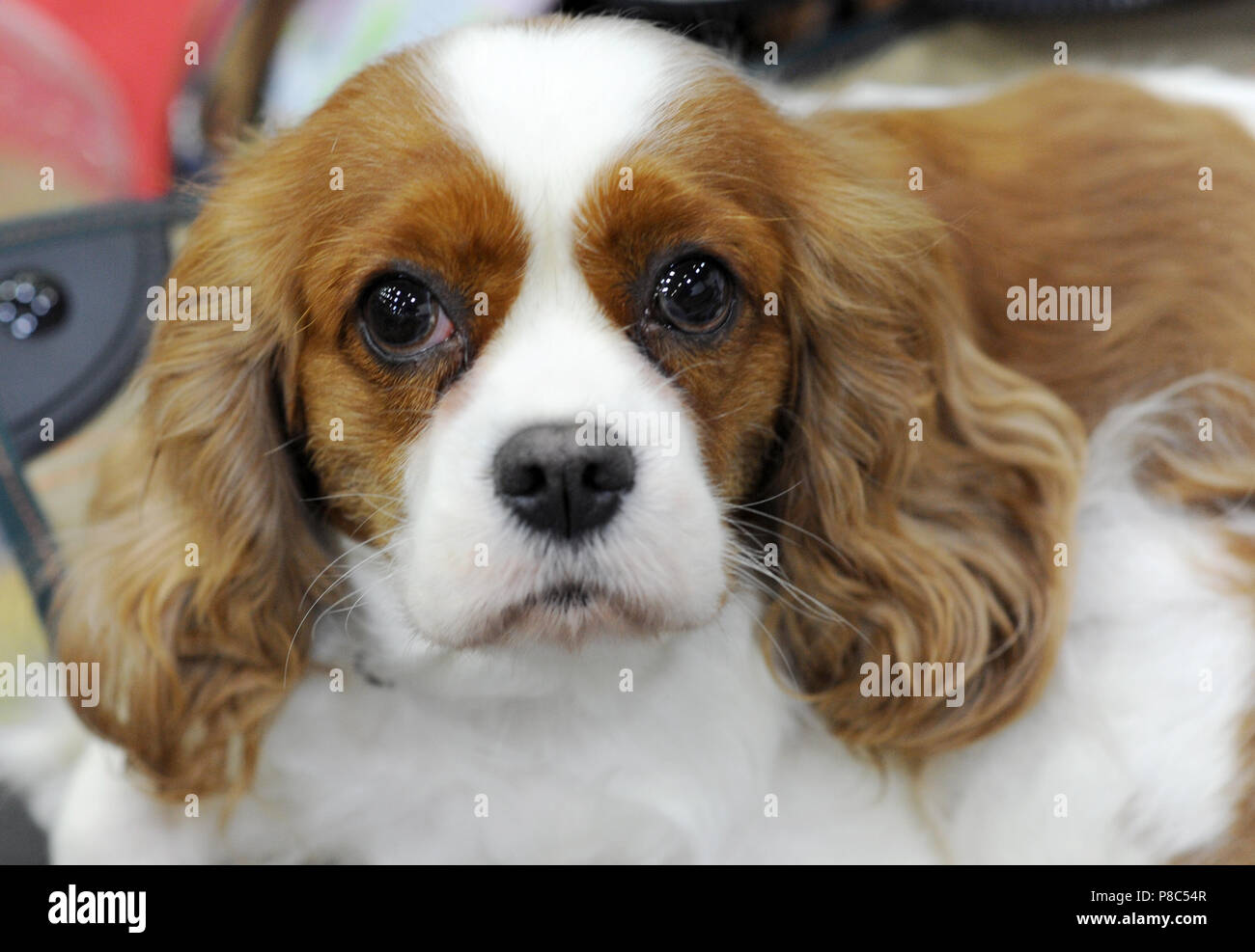 Cavalier King Charles Spaniel at dog show, Moscow Stock Photo - Alamy