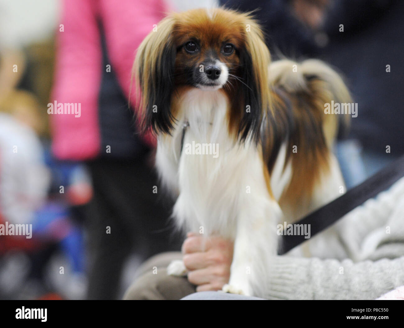 Continental Toy Spaniel at dog show, Moscow Stock Photo - Alamy