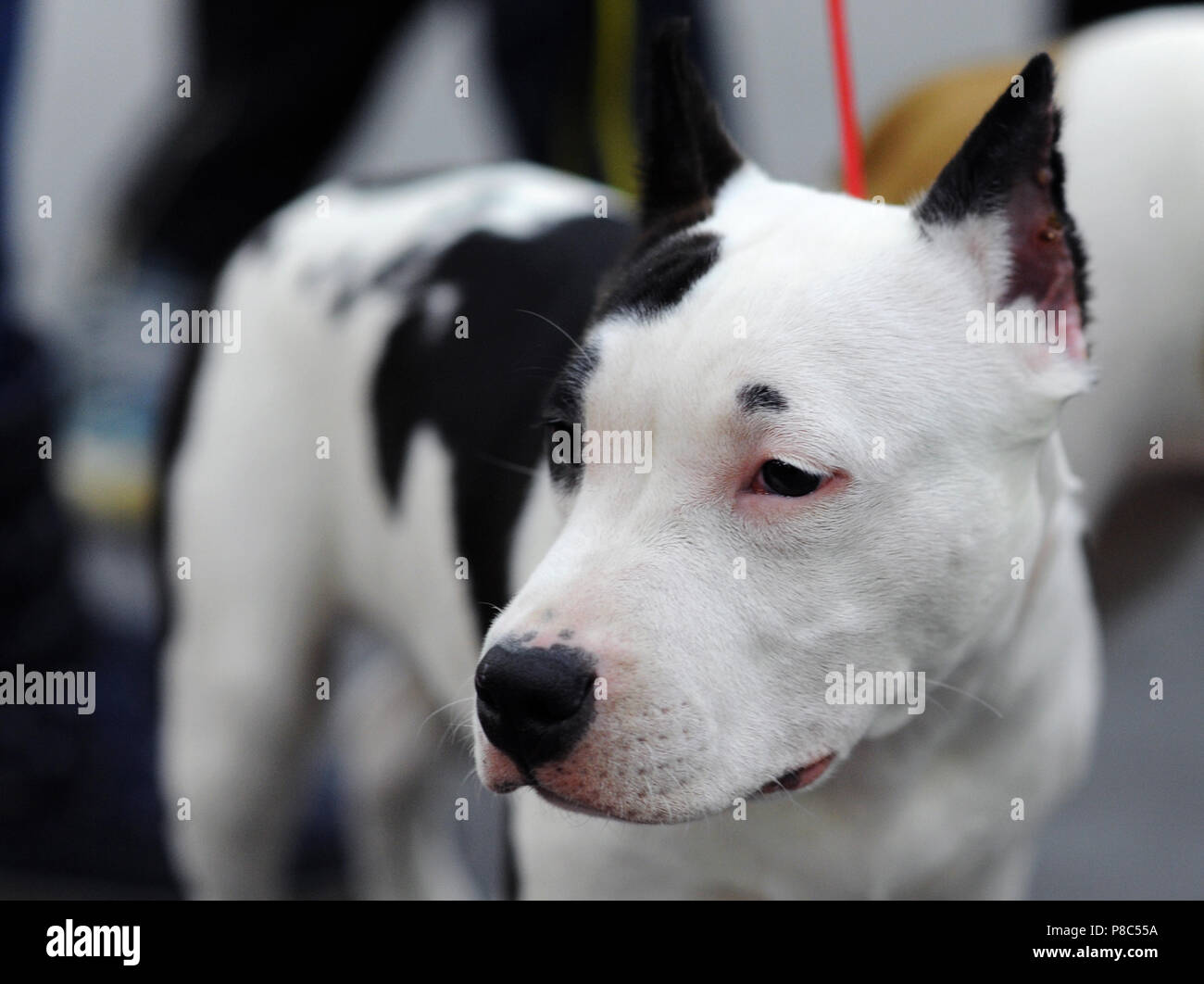 American Staffordshire Terrier at dog show, Moscow Stock Photo - Alamy