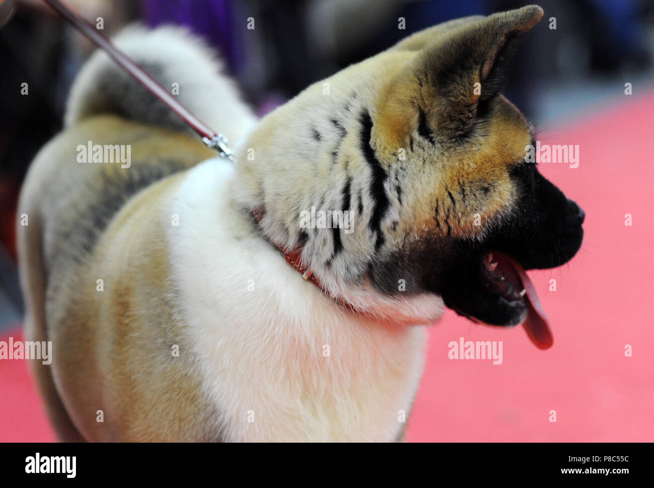 American Akita at dog show, Moscow Stock Photo - Alamy