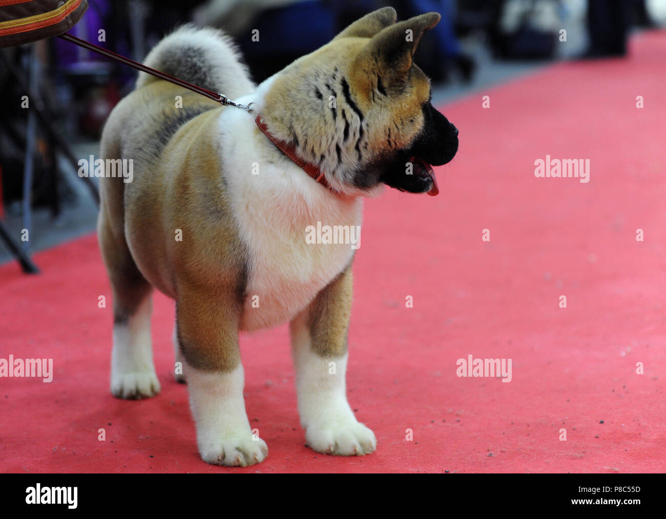 American Akita at dog show, Moscow Stock Photo - Alamy