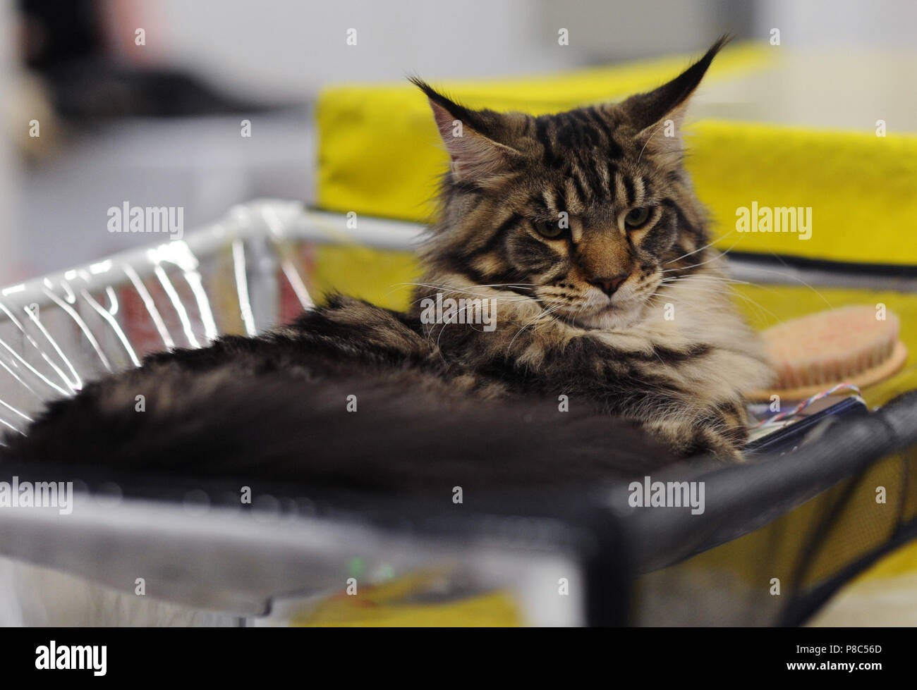 Maine Coon at cat show, Moscow Stock Photo - Alamy