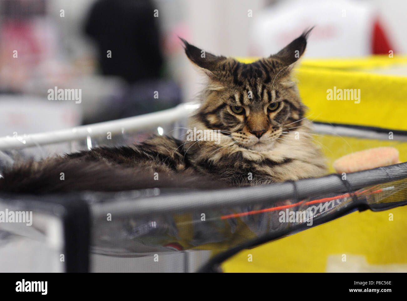 Maine Coon at cat show, Moscow Stock Photo - Alamy