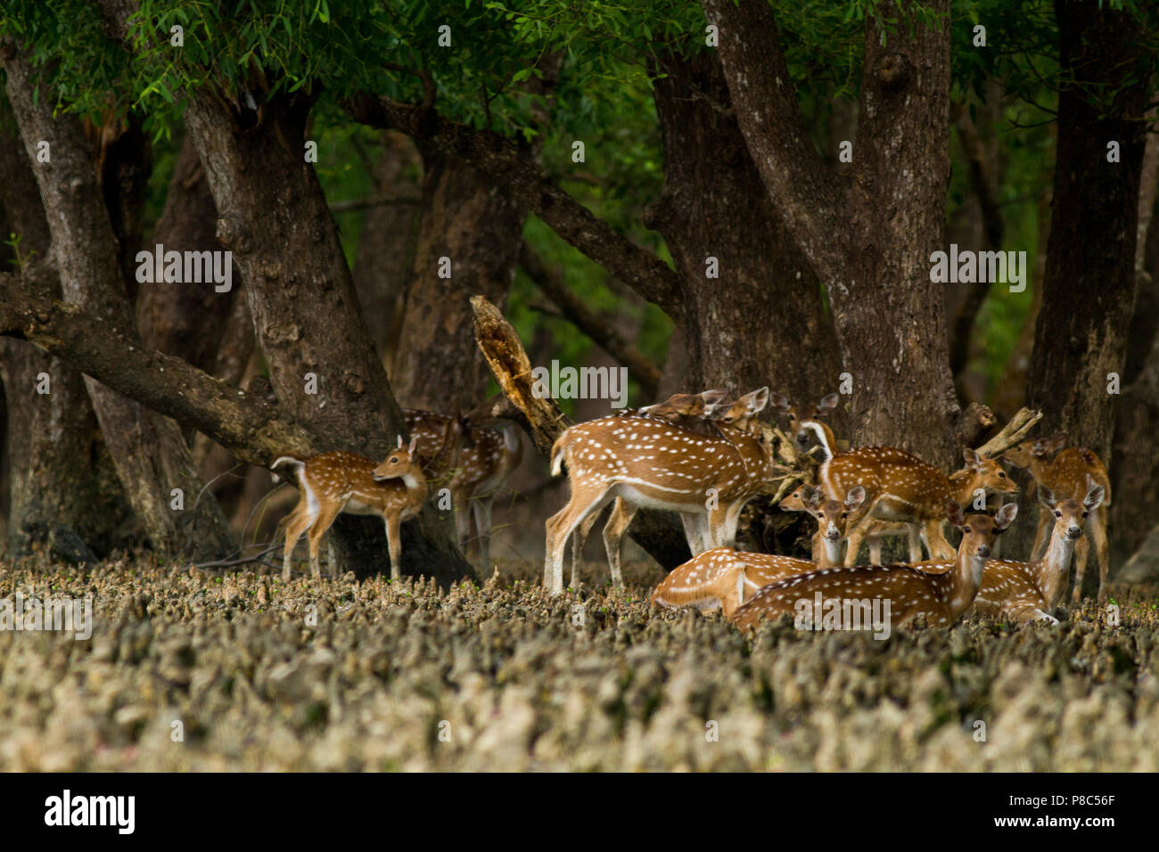 Spotted deer at the Sundarbans, a UNESCO World Heritage Site and a ...