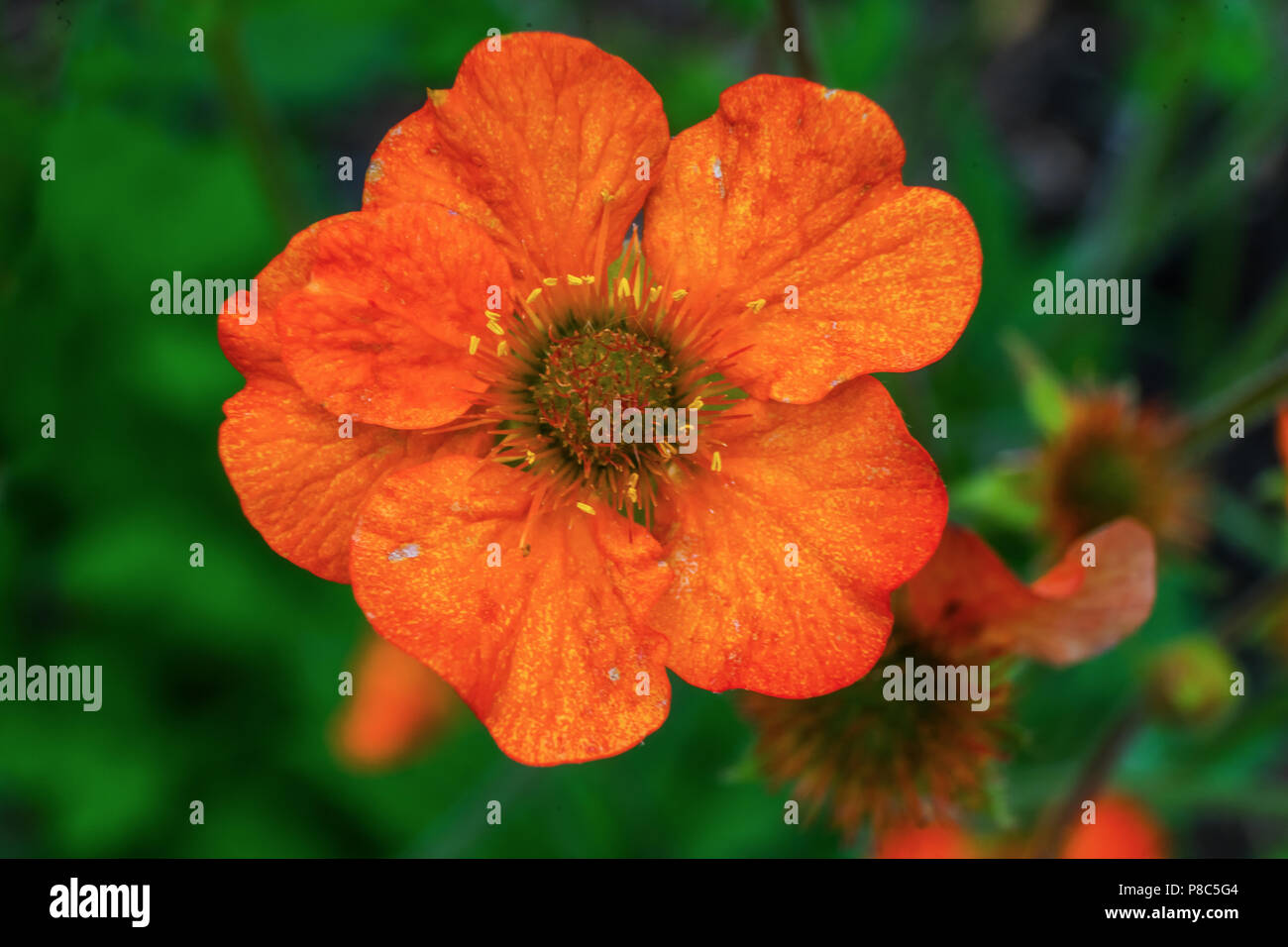 Orange iceland poppy hi-res stock photography and images - Alamy