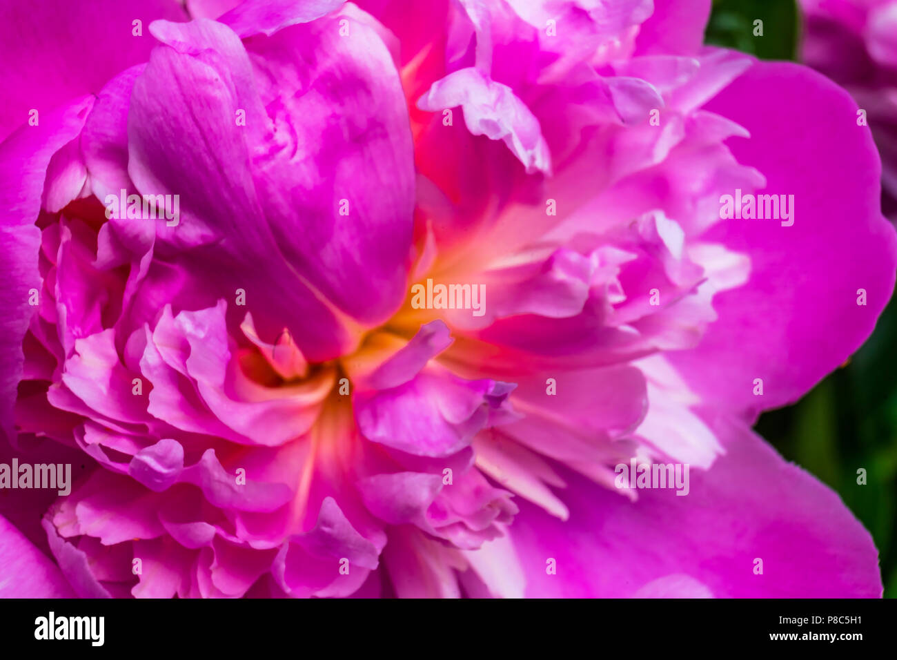 Pink Petals Peony Flower Paeonia Perrenial Stock Photo - Alamy