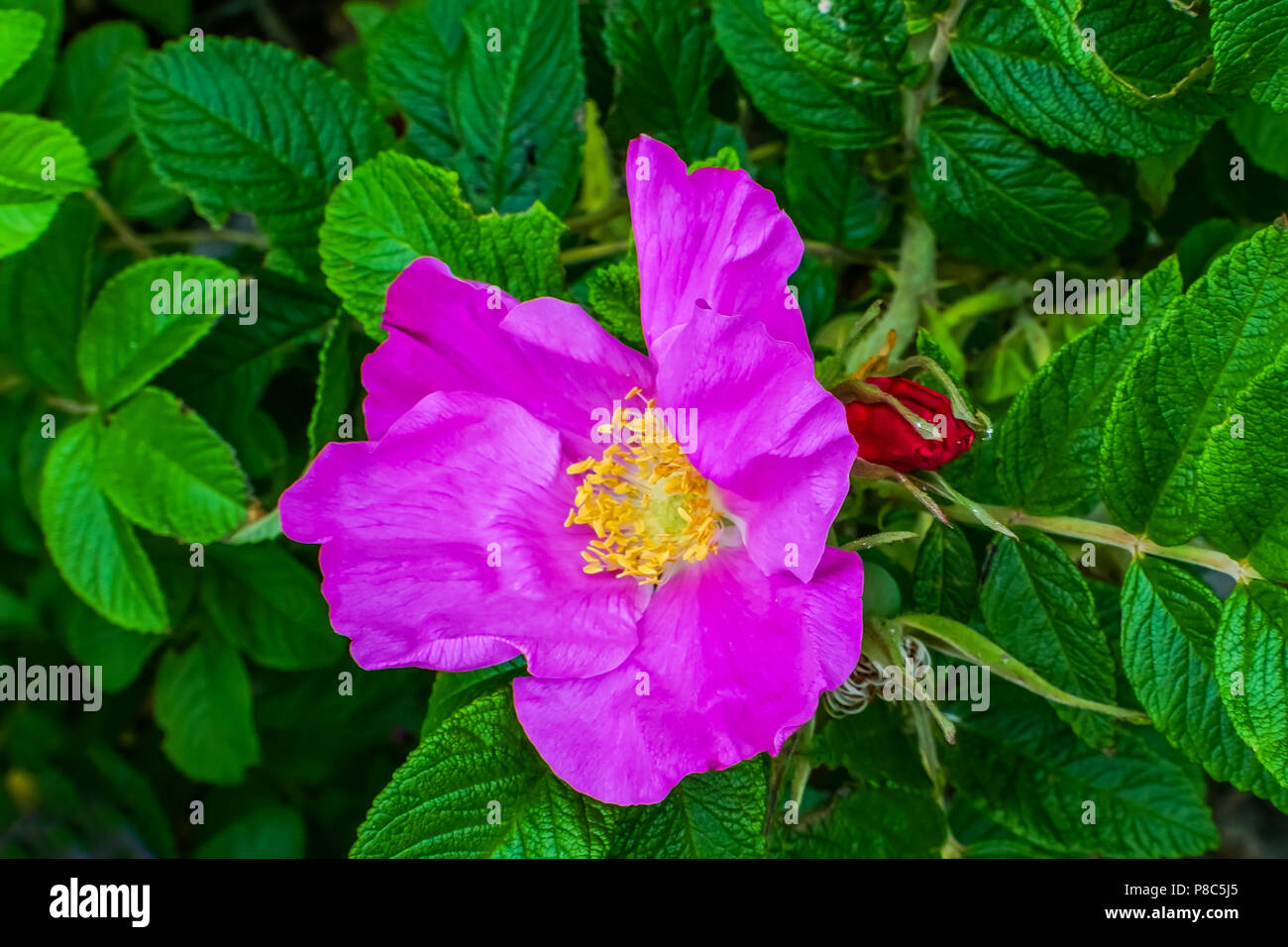 Pink Rosa Rugosa Beach Japanese Rose Green Leaves Close up Macro ...