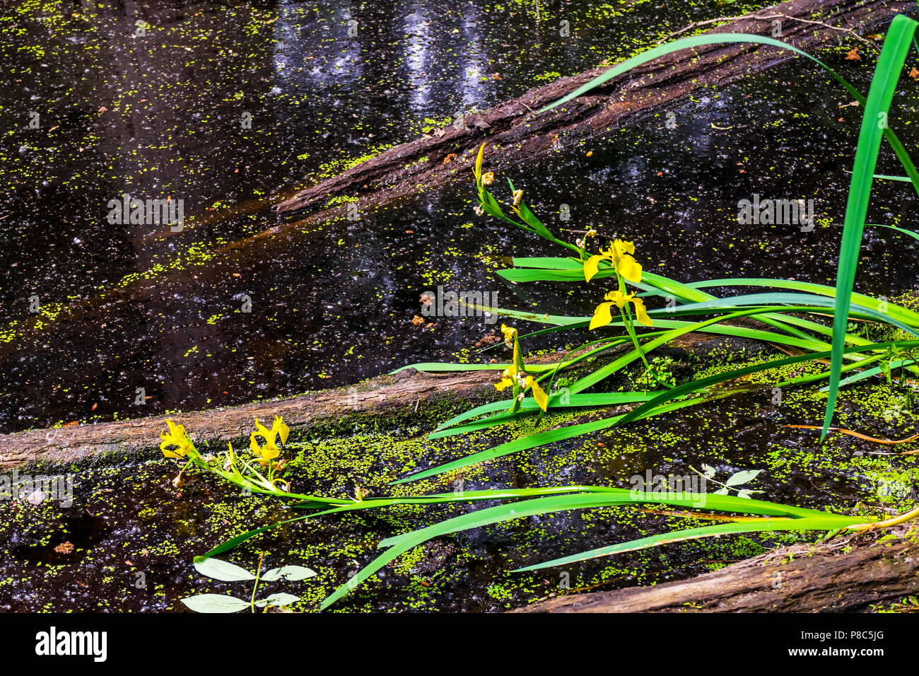 Iris psuedacorus hi-res stock photography and images - Alamy