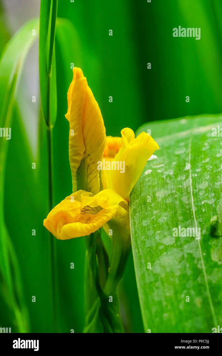 Yellow Swamp Iris Iris Psuedacorus Green Leaves Close Up Stock Photo ...