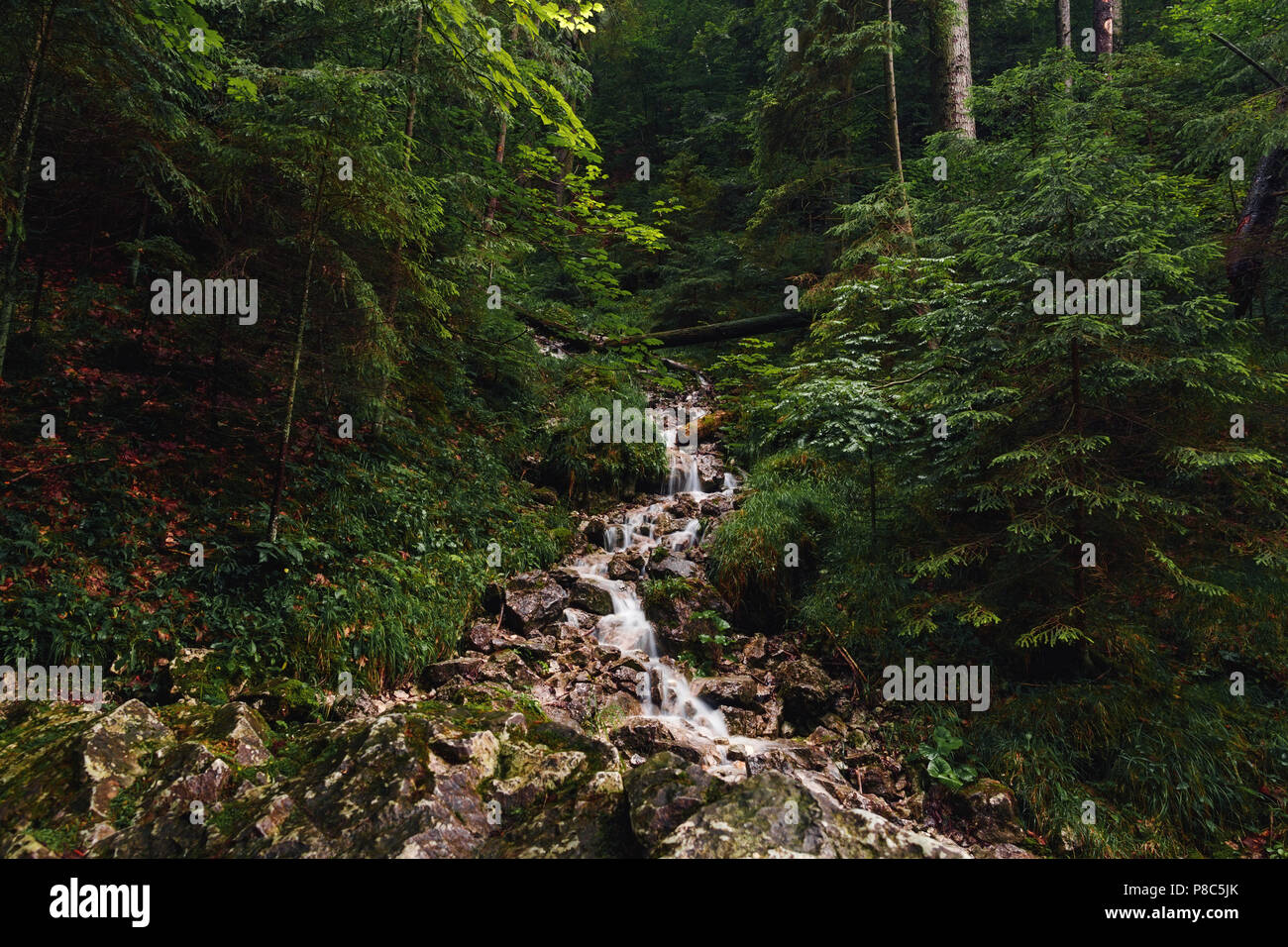 Dense forest hi-res stock photography and images - Alamy