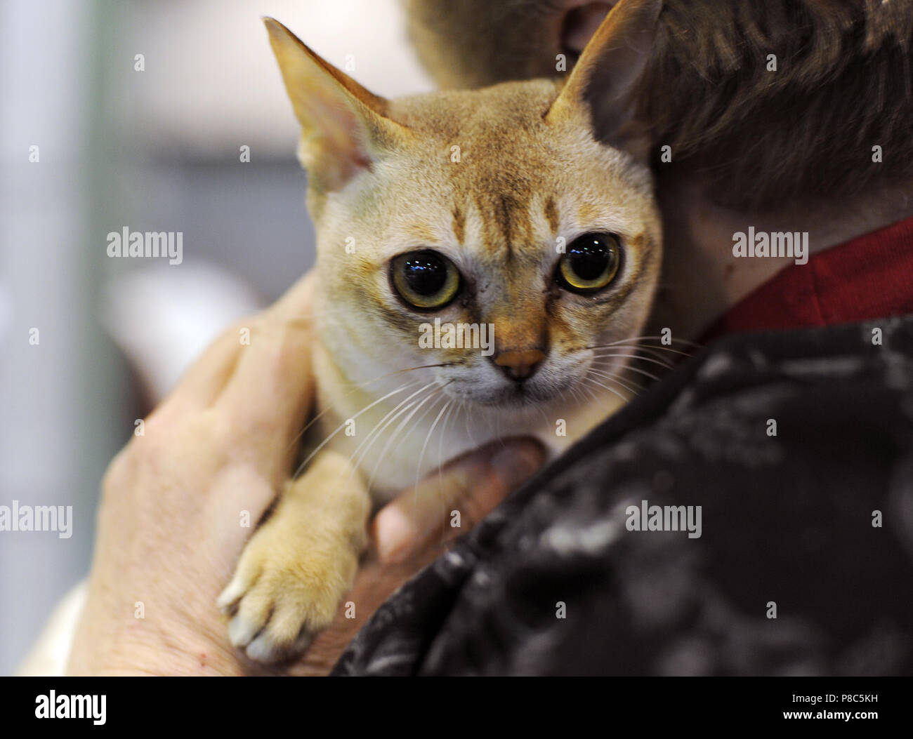 Singapura cat hi-res stock photography and images - Alamy