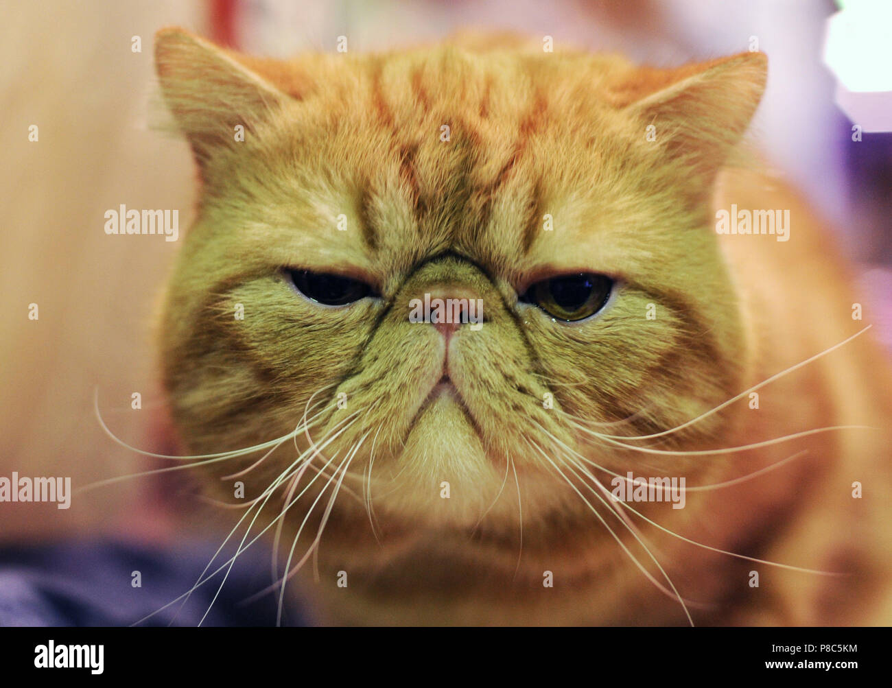 Exotic Shorthair at cat show in Moscow Stock Photo - Alamy