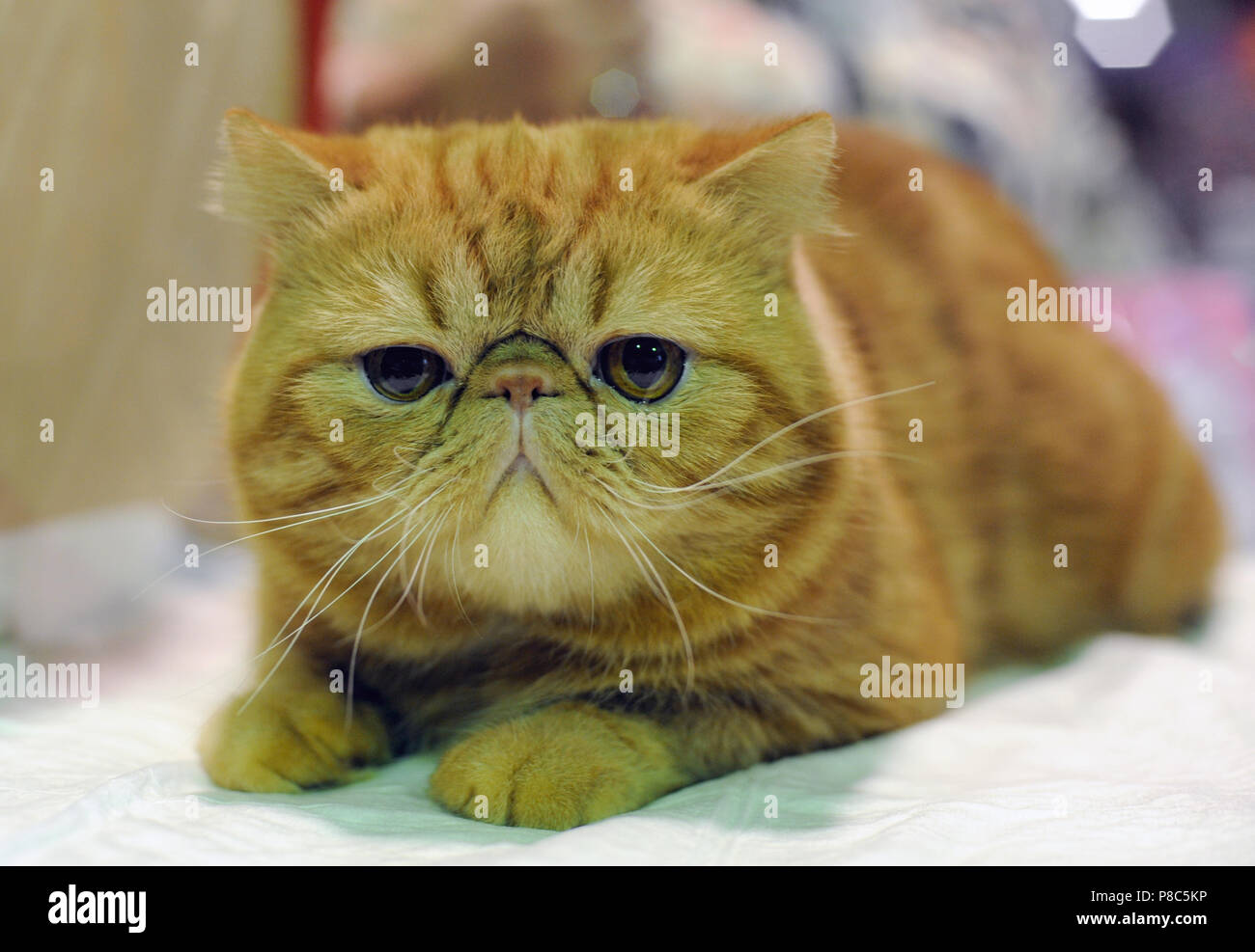Exotic Shorthair at cat show in Moscow Stock Photo - Alamy