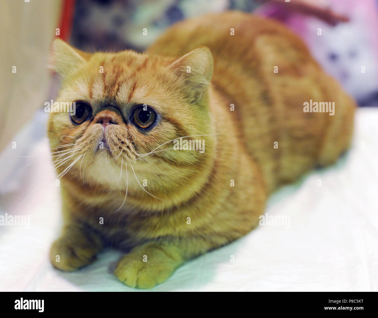 Exotic Shorthair at cat show in Moscow Stock Photo - Alamy