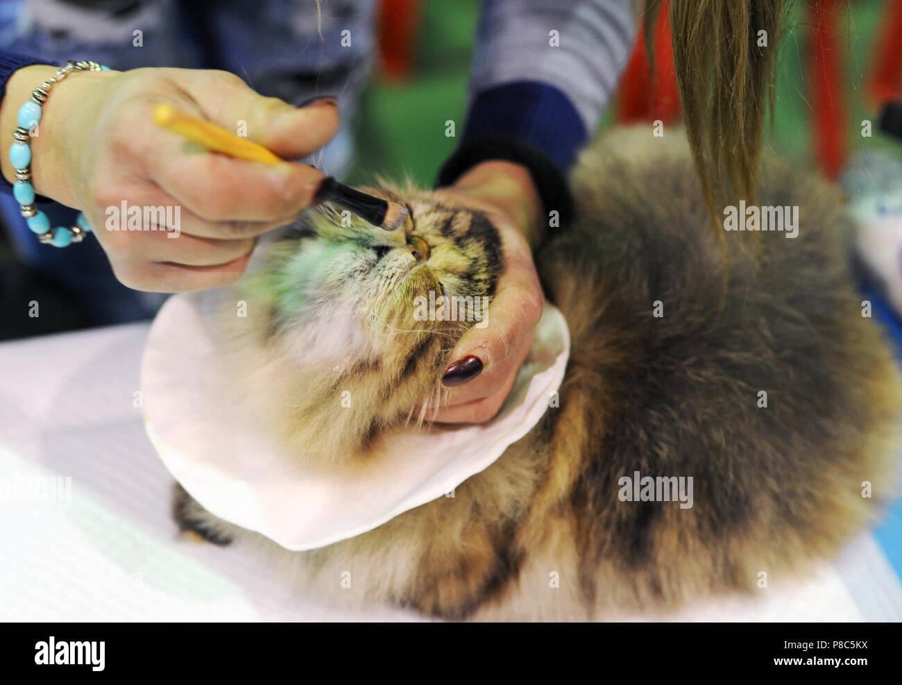 Persian cat at cat show in Moscow Stock Photo - Alamy