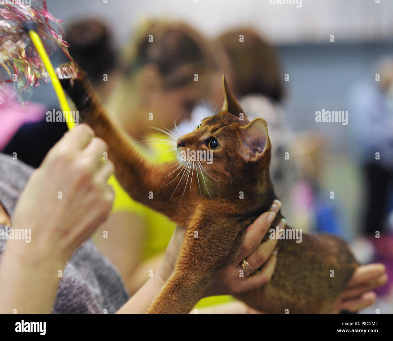 Abyssinian cat at cat show in Moscow Stock Photo - Alamy