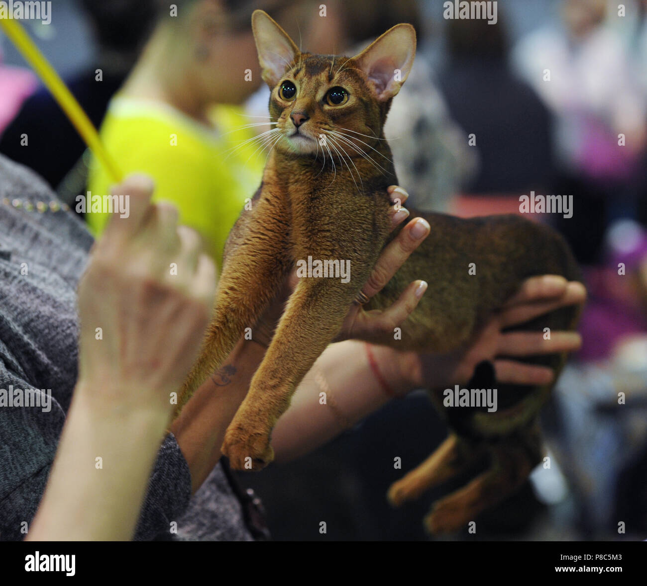 Abyssinian cat at cat show in Moscow Stock Photo - Alamy