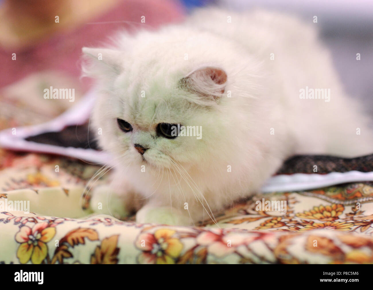 Persian cat at cat show in Moscow Stock Photo - Alamy