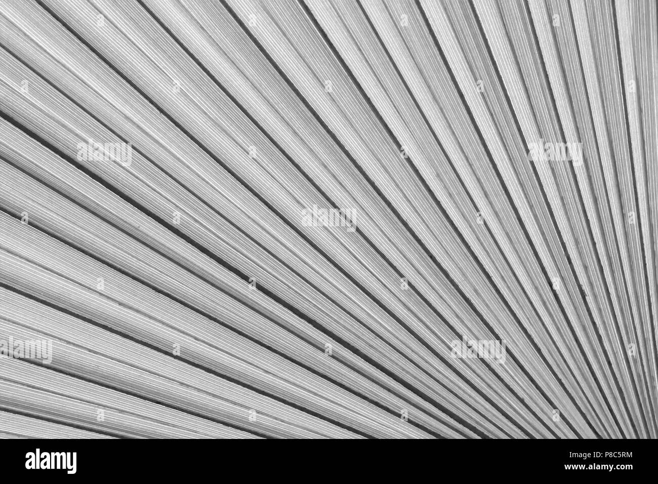 Tree black background leaf Black and White Stock Photos & Images - Alamy