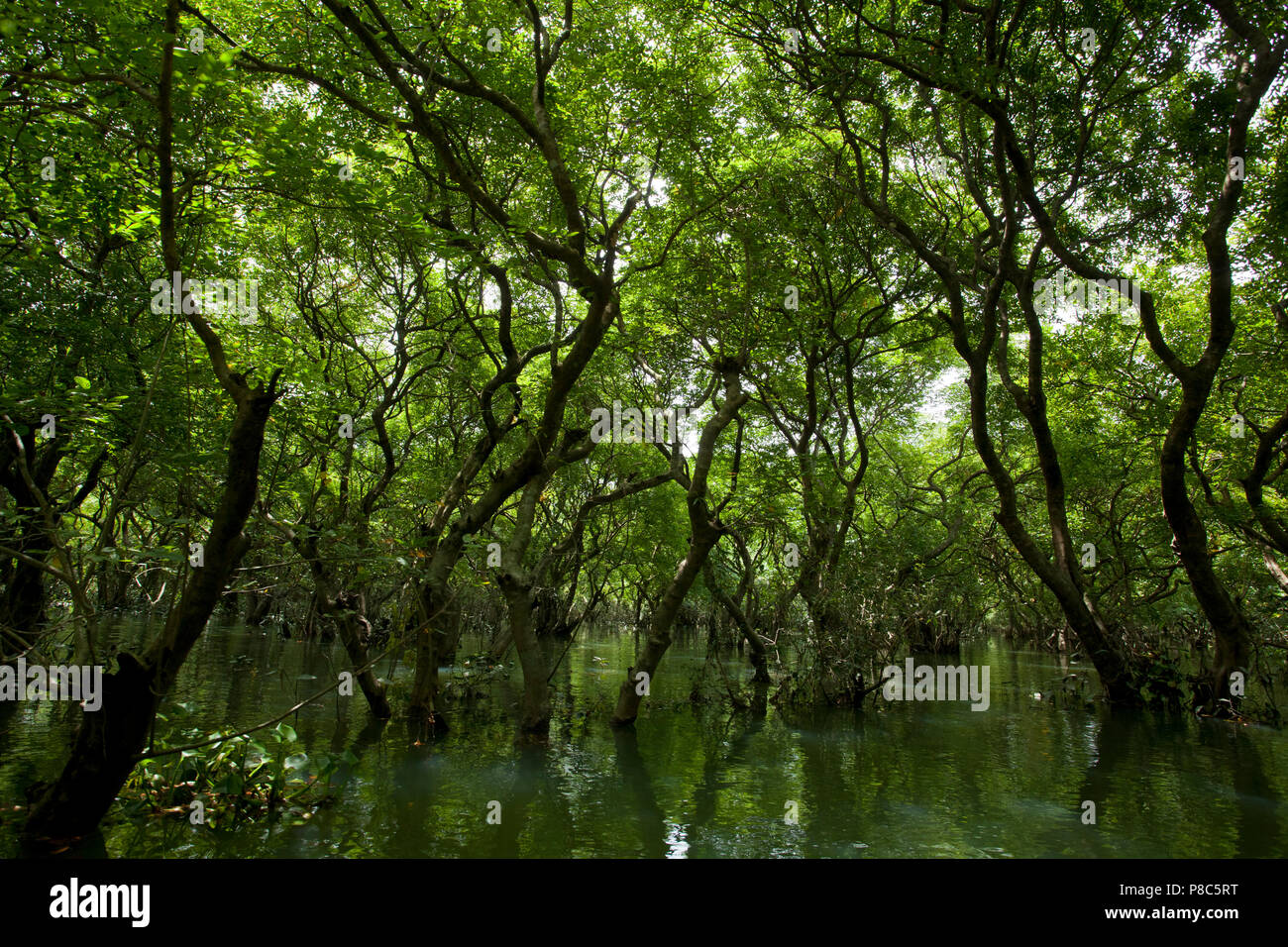 Seasonal swamp hi-res stock photography and images - Alamy