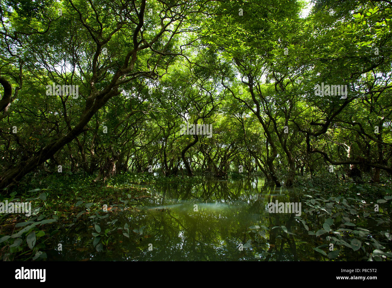Seasonal swamp hi-res stock photography and images - Alamy