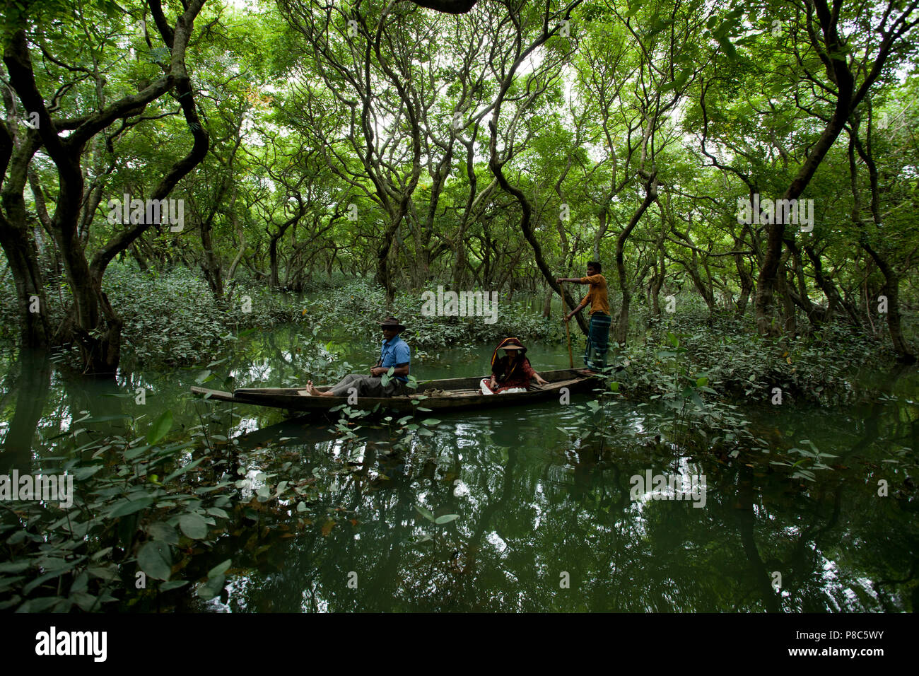 Ratargul is a fresh water swamp forest situated in Sylhet by the river ...