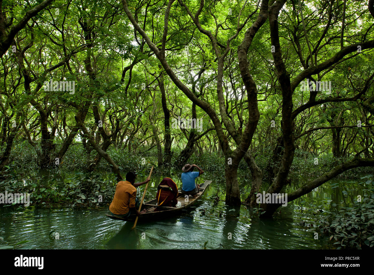 Ratargul is a fresh water swamp forest situated in Sylhet by the river ...