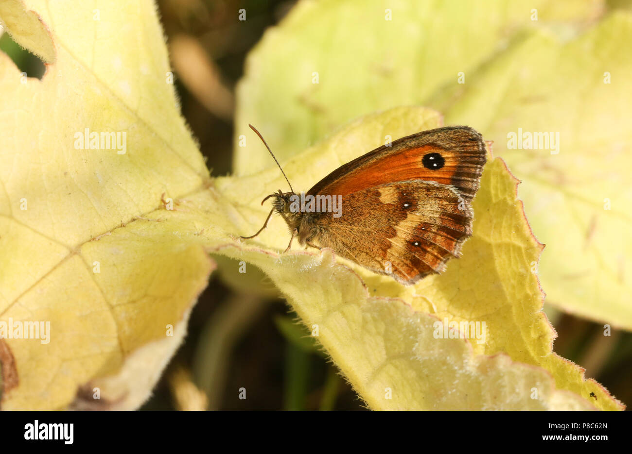 Beautiful gatekeeper butterfly hi-res stock photography and images - Alamy