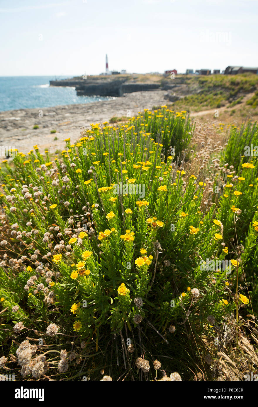 Golden-samphire, Inula crithmoides, growing on cliff egdes and tops on ...