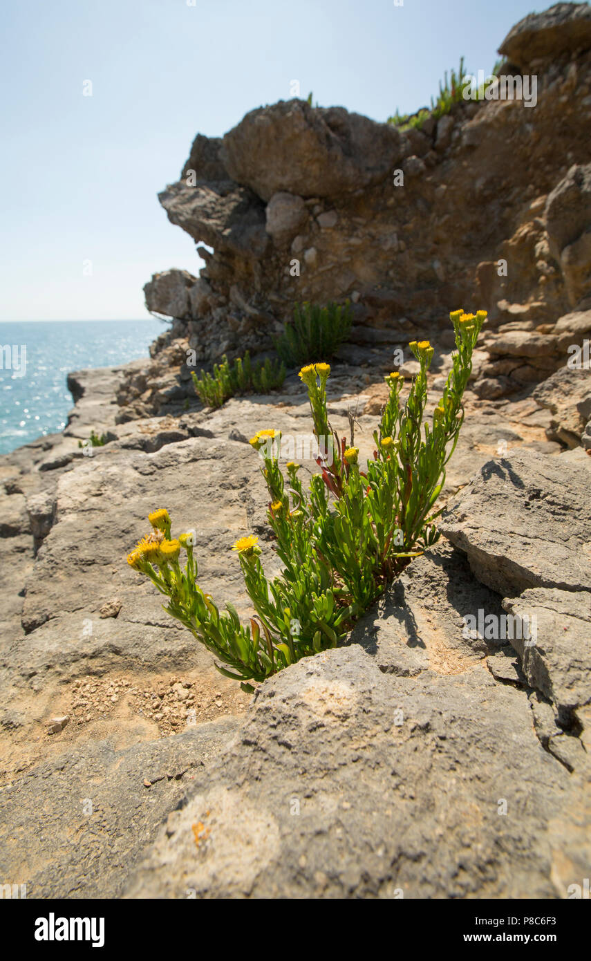 Plants Growing On Cliff Stock Photos & Plants Growing On Cliff Stock ...