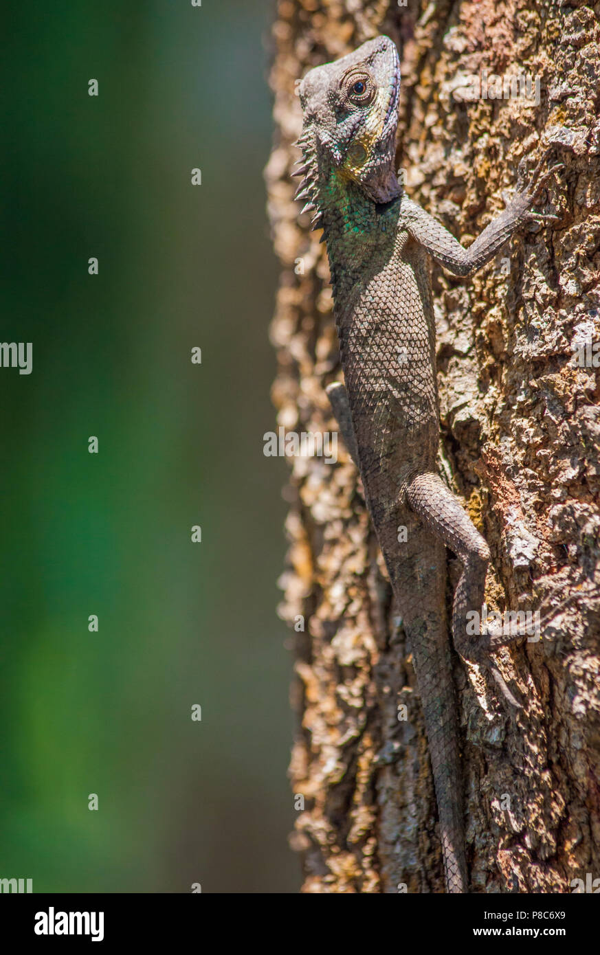 Hoi An, Vietnam - one of the stunning things about Vietnam is the ...