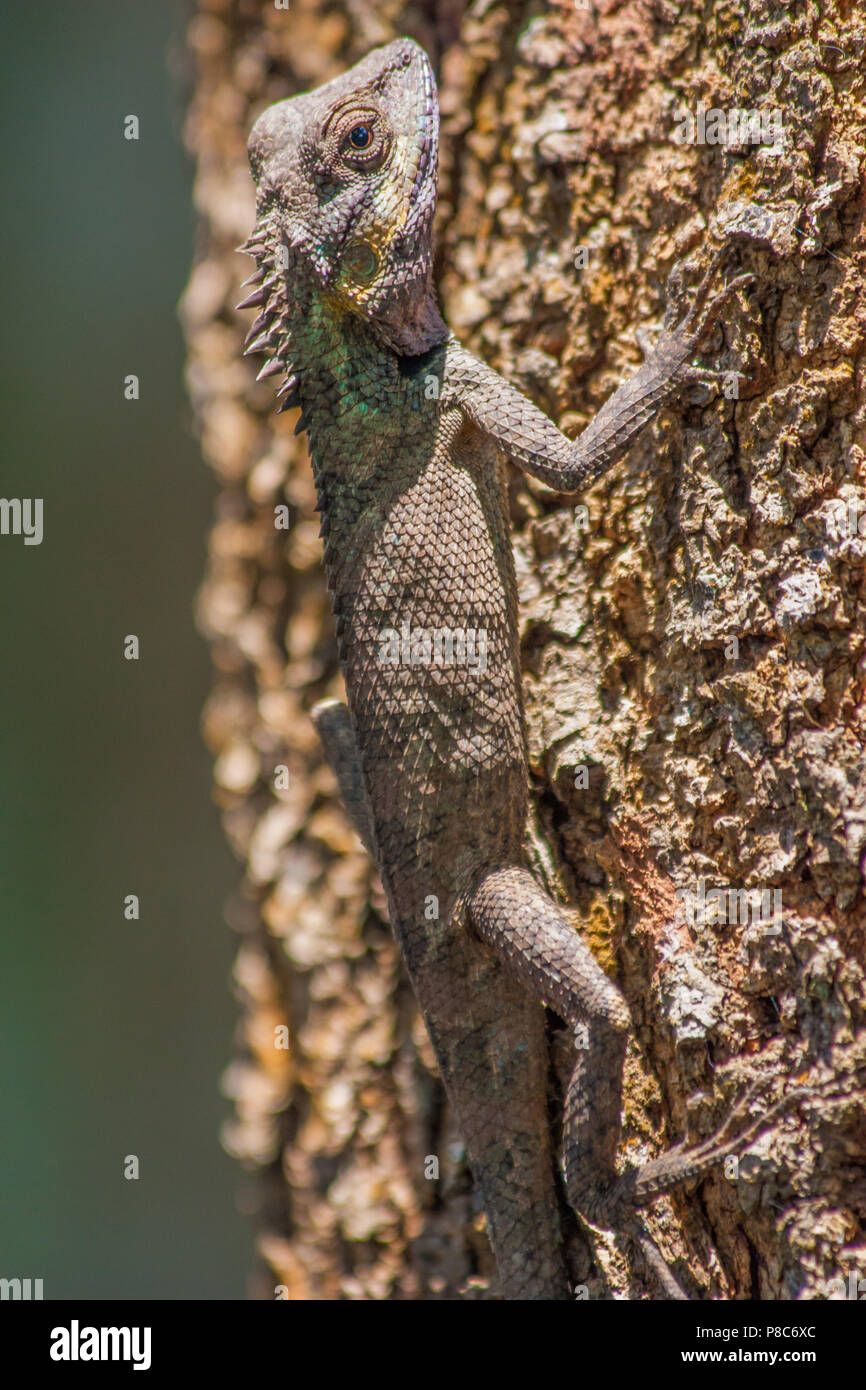 Hoi An, Vietnam - one of the stunning things about Vietnam is the ...