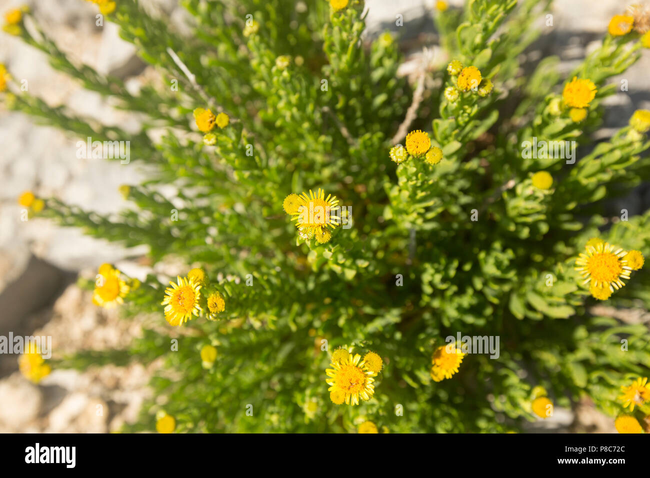 Golden-samphire, Inula crithmoides, growing on cliff egdes and tops on ...