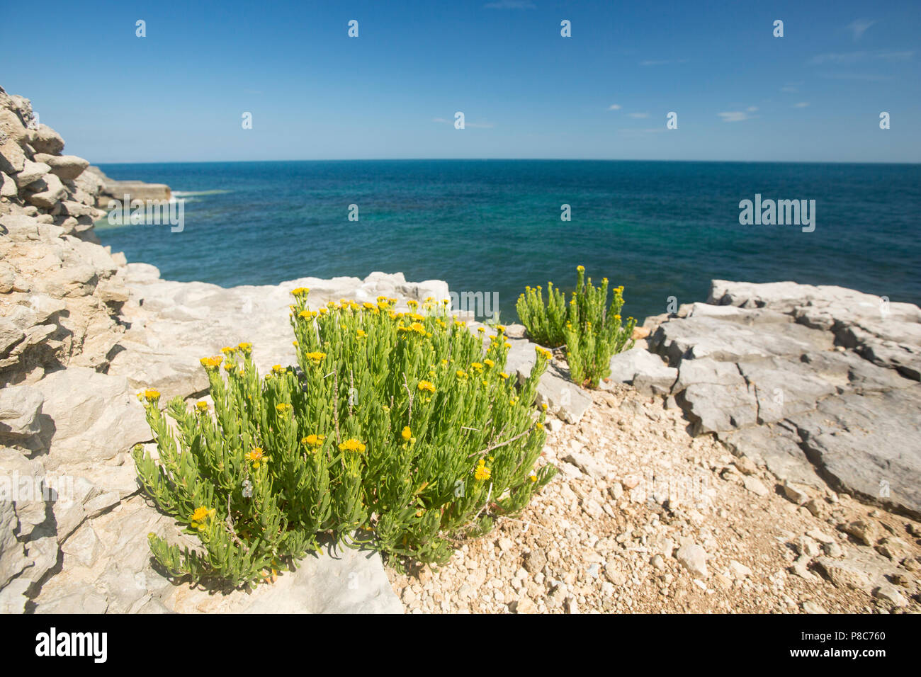 Golden-samphire, Inula crithmoides, growing on cliff egdes and tops on ...