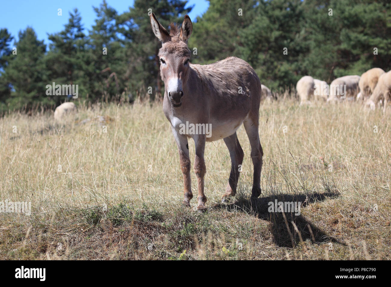 donkey on the pasture Stock Photo - Alamy