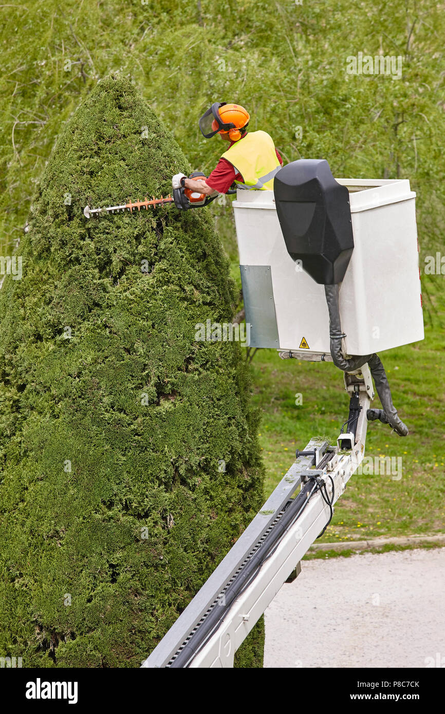Equiped worker pruning a tree on a crane. Gardening works Stock Photo ...