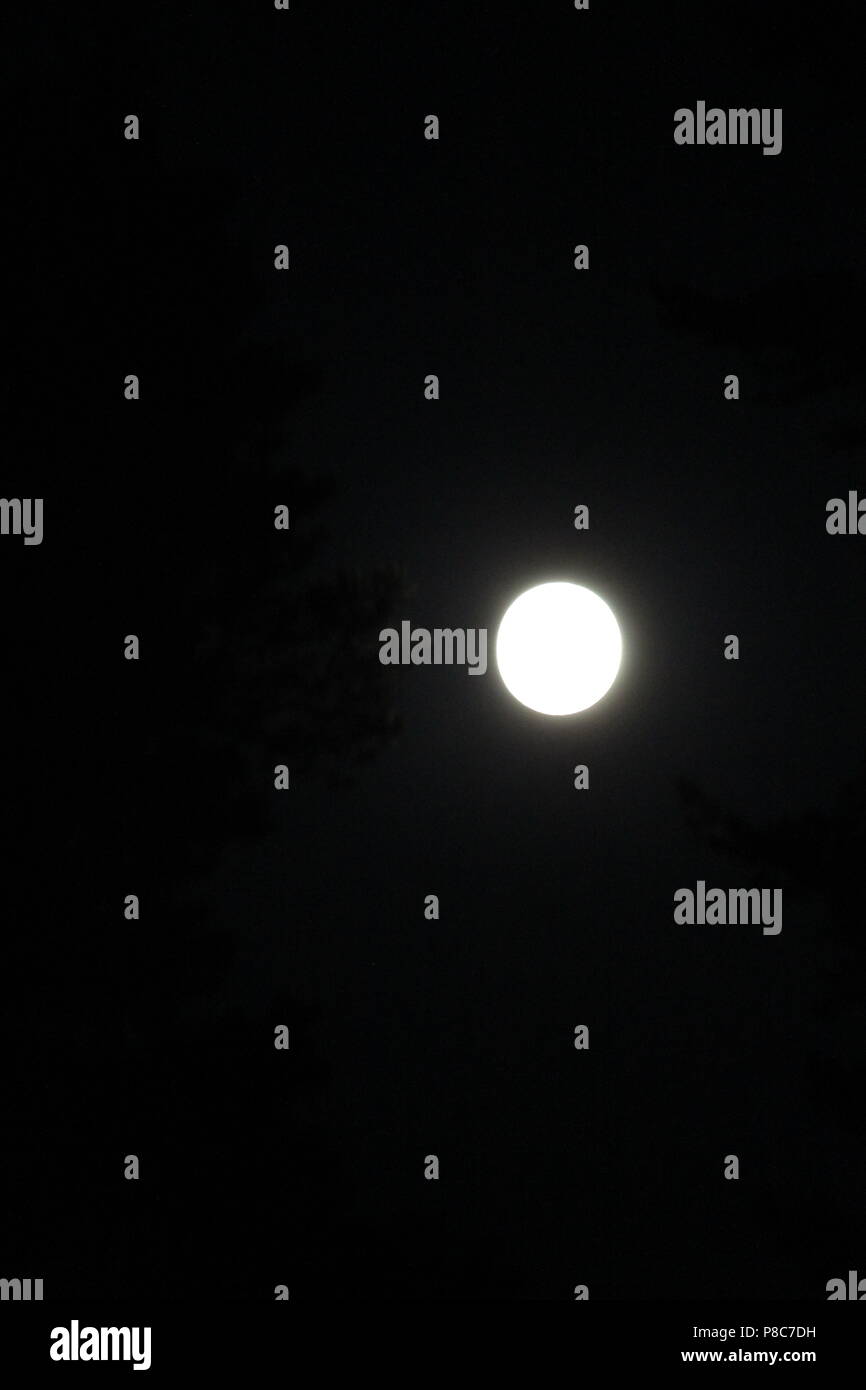 Full moon dusk pine hi-res stock photography and images - Alamy