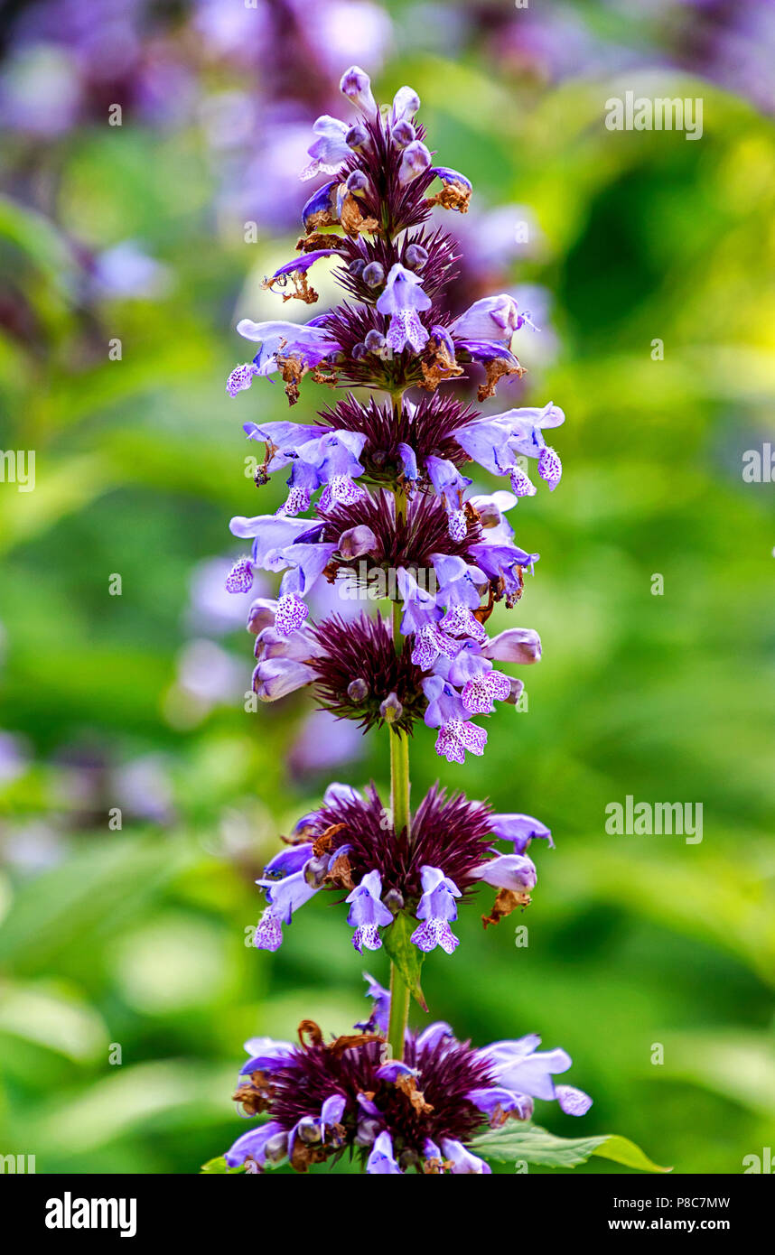 Blue flowering catnip (Nepeta faassenii) also known as catmint Stock ...