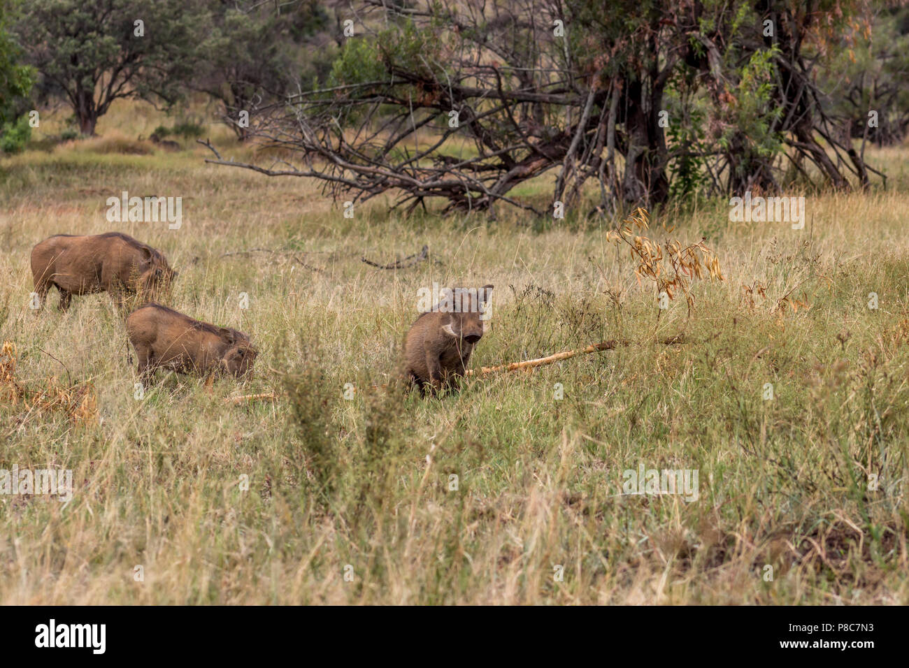 Common warthog ( Phacochoerus africanus ) sitting Stock Photo - Alamy