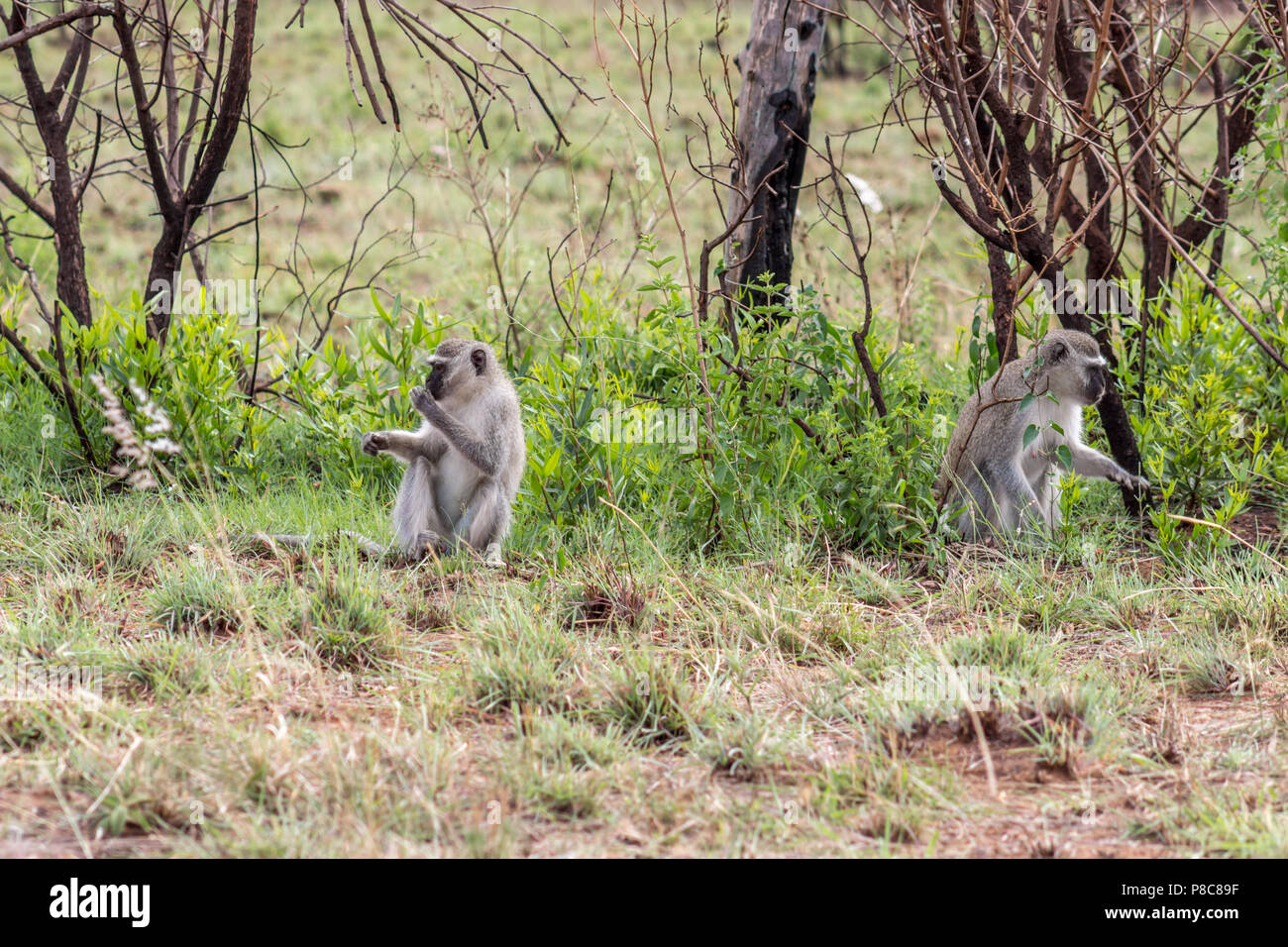 Male vervet monkey hi-res stock photography and images - Alamy