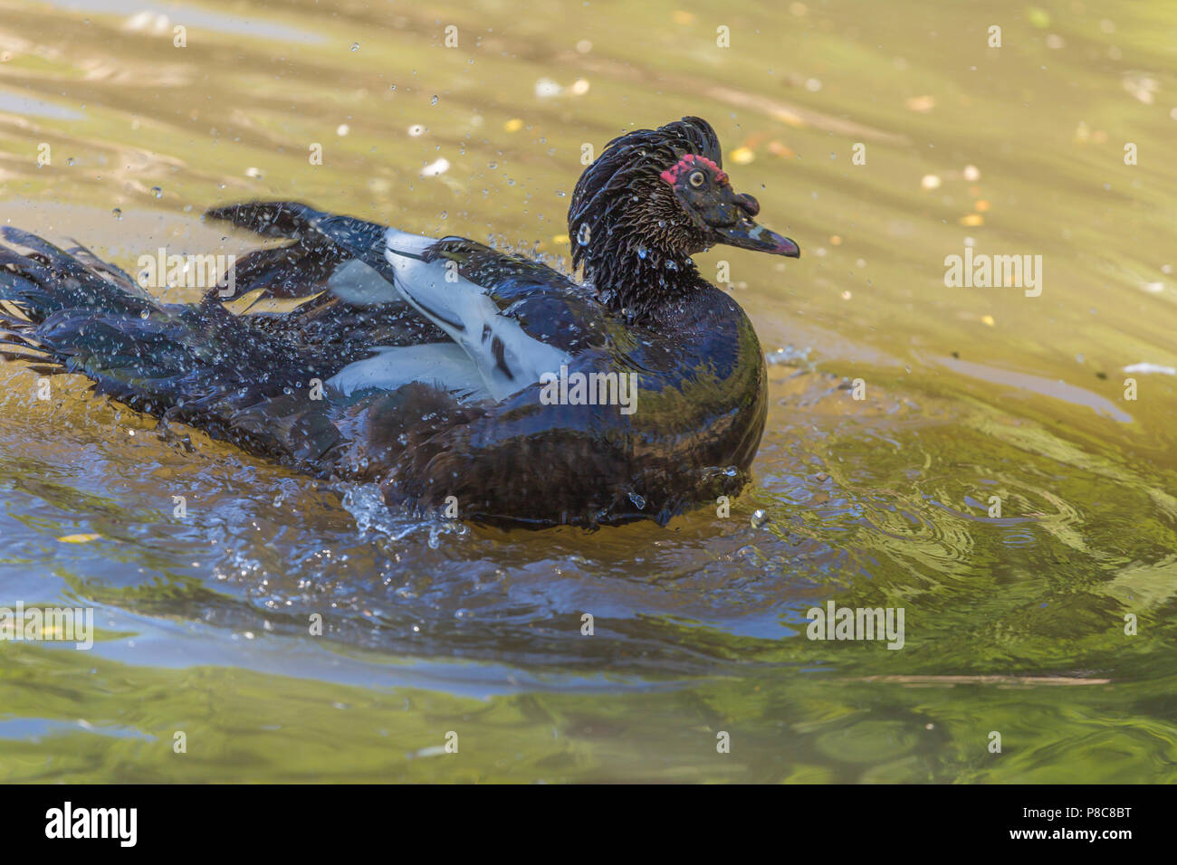 Muscovy Duck at Slimbridge Stock Photo - Alamy