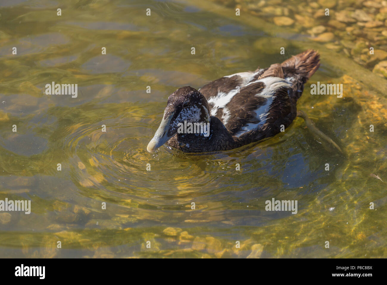 Male in eclipse hi-res stock photography and images - Alamy