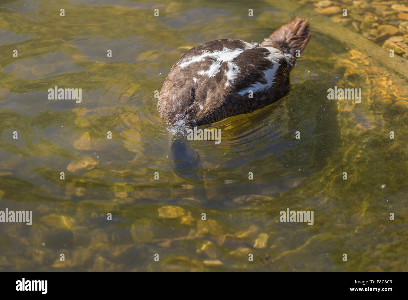 Male Eider at Slimbridge in eclipse plumage Stock Photo - Alamy