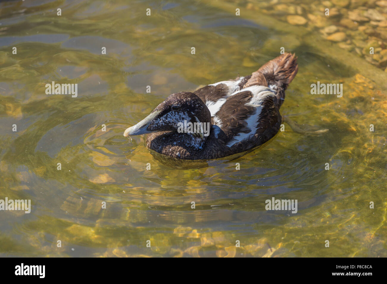 Male eclipse plumage hi-res stock photography and images - Alamy