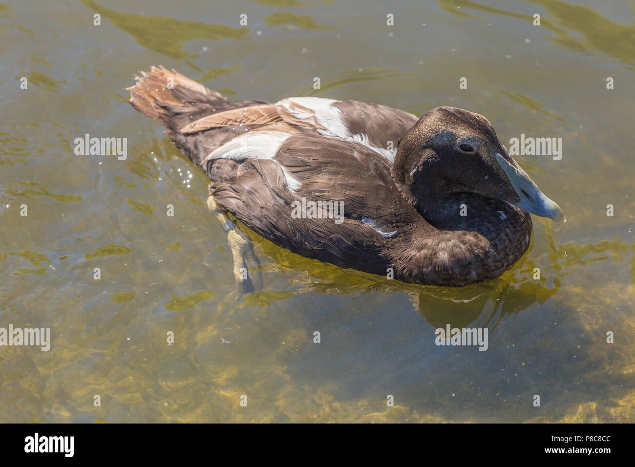 Male Eider at Slimbridge in eclipse plumage Stock Photo - Alamy
