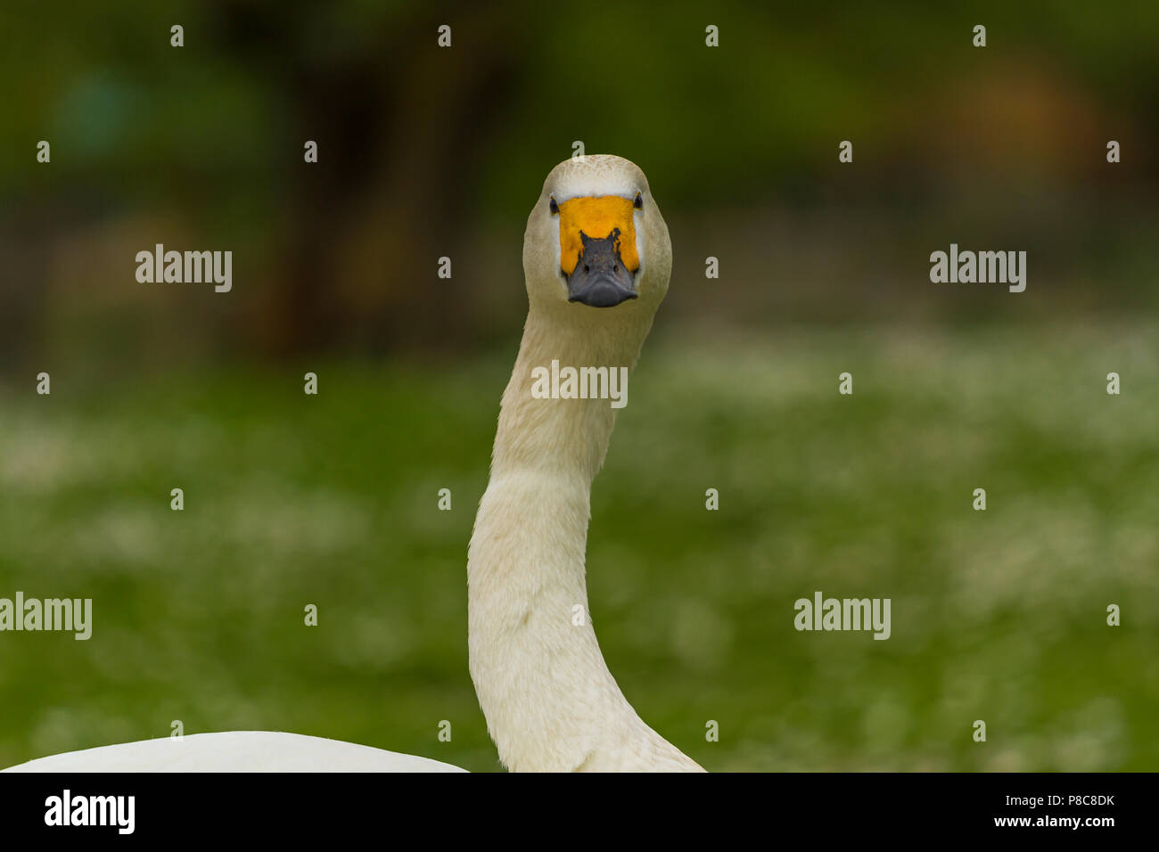 Bewicks Swan Head Stock Photos & Bewicks Swan Head Stock Images - Alamy