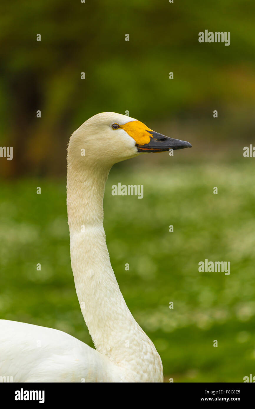 Bewicks Swan Head Stock Photos & Bewicks Swan Head Stock Images - Alamy