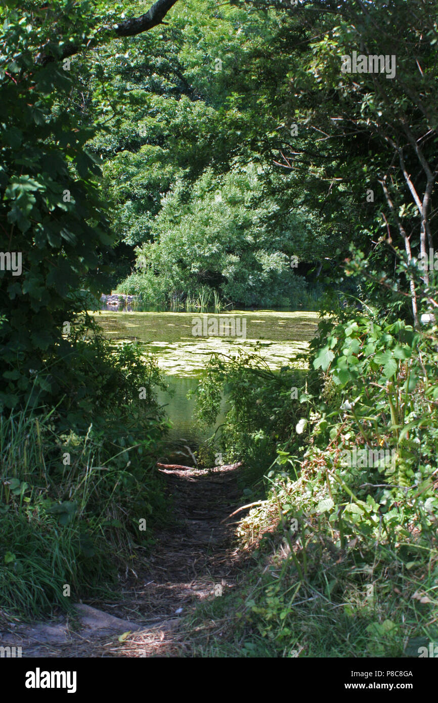 Bosherston Lily Ponds Stock Photo - Alamy