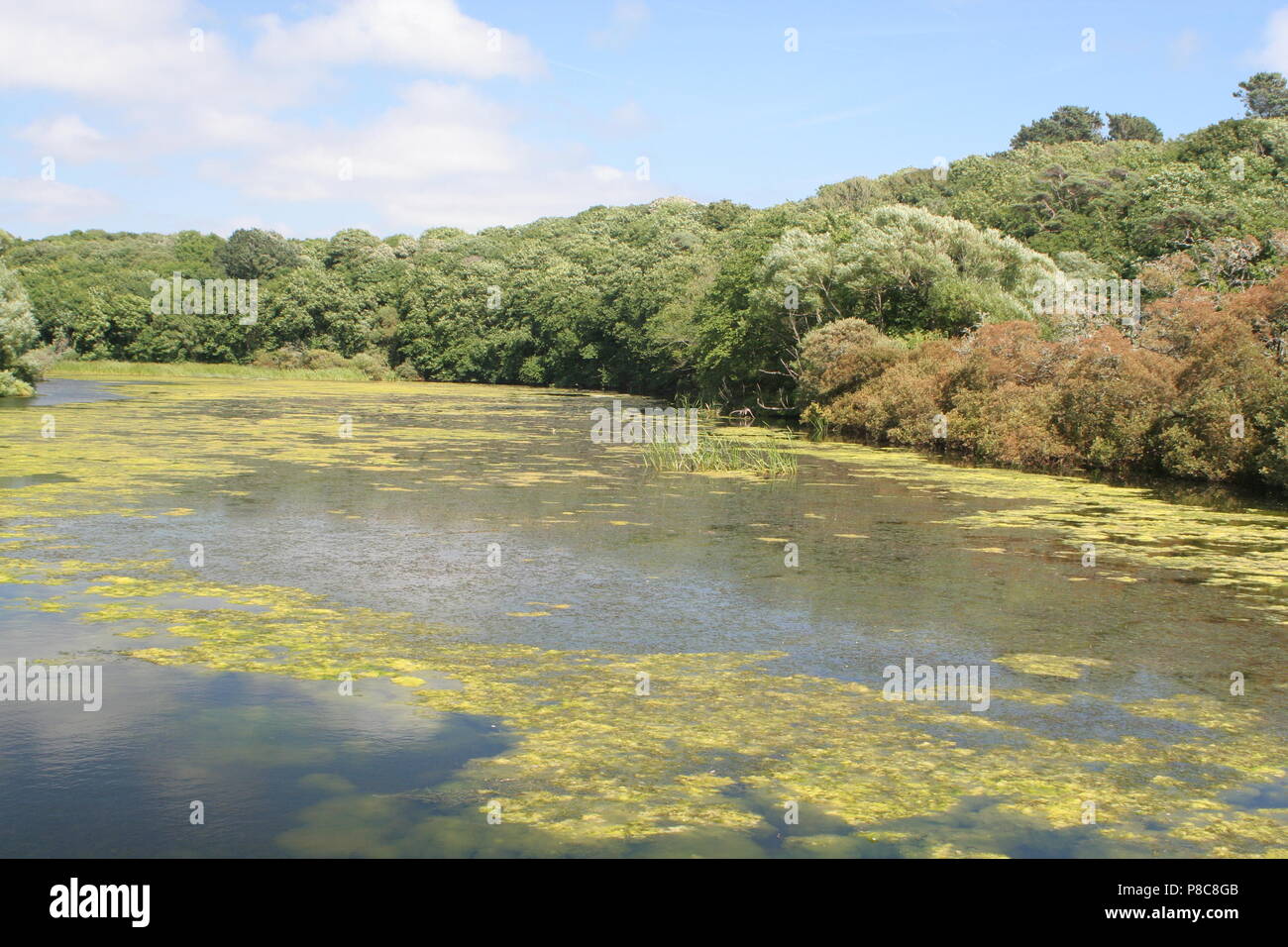 Bosherston Lily Ponds Stock Photo - Alamy