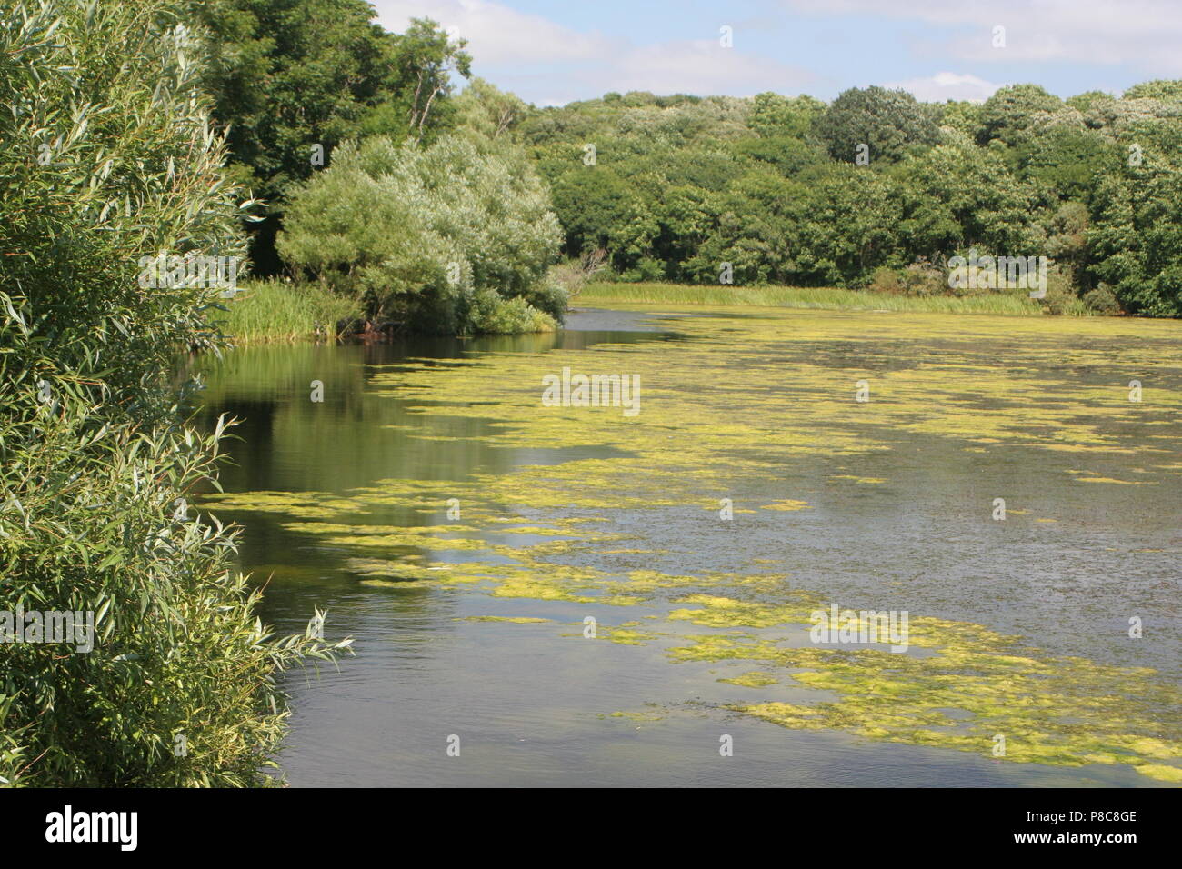 Bosherston Lily Ponds Stock Photo - Alamy